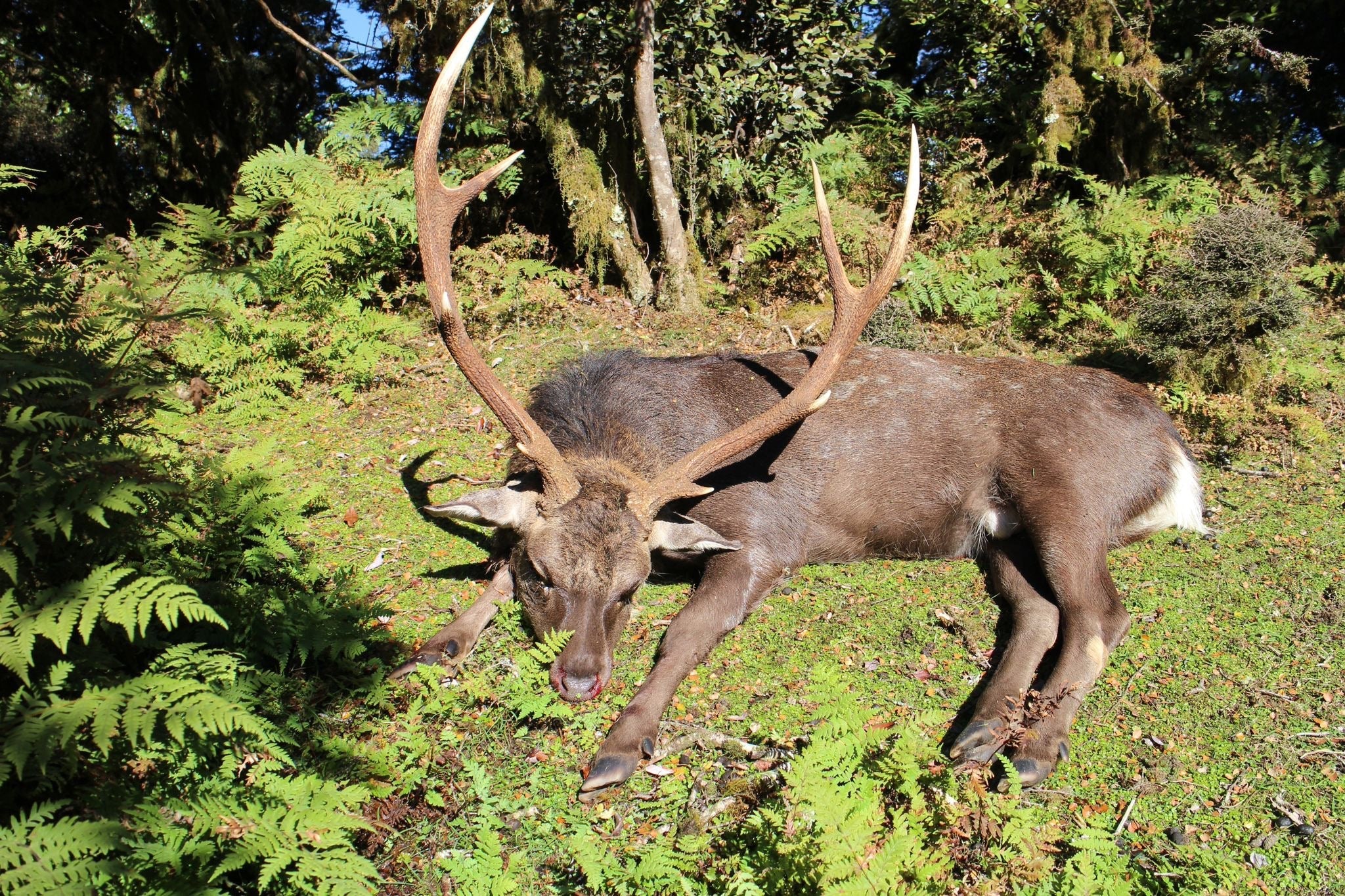 Siking Hunting | Sika Hunters NZ