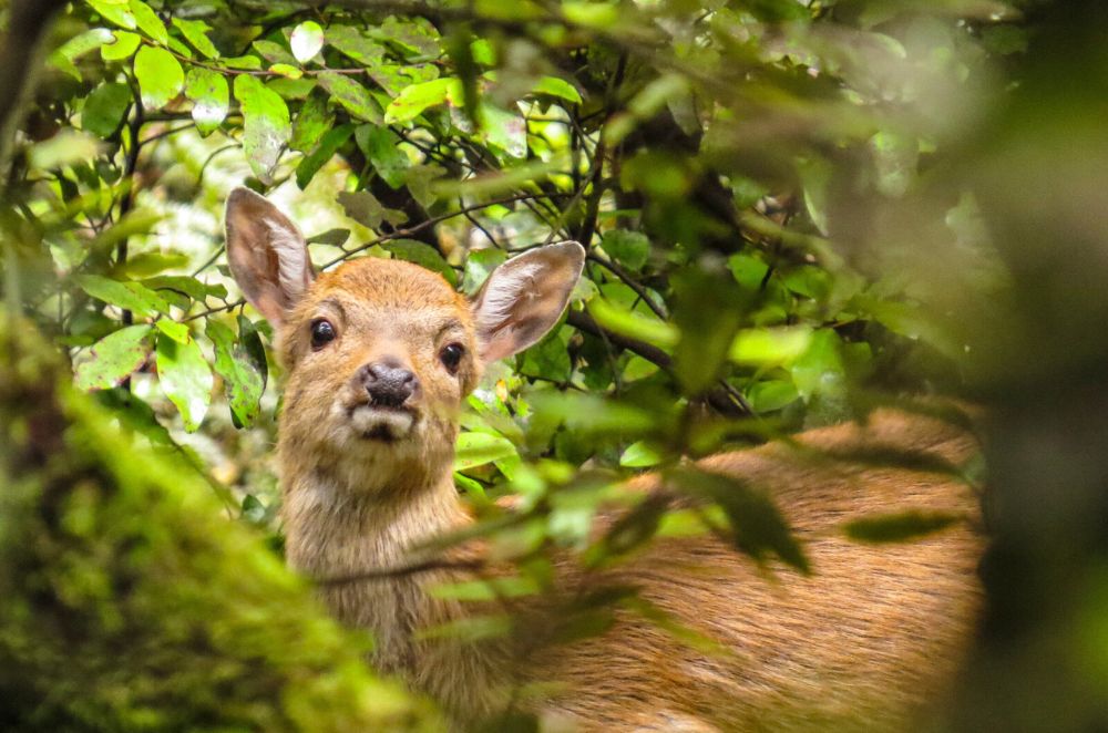 Sika Hunting Books | Guides & Stories from New Zealand – Hunters New ...