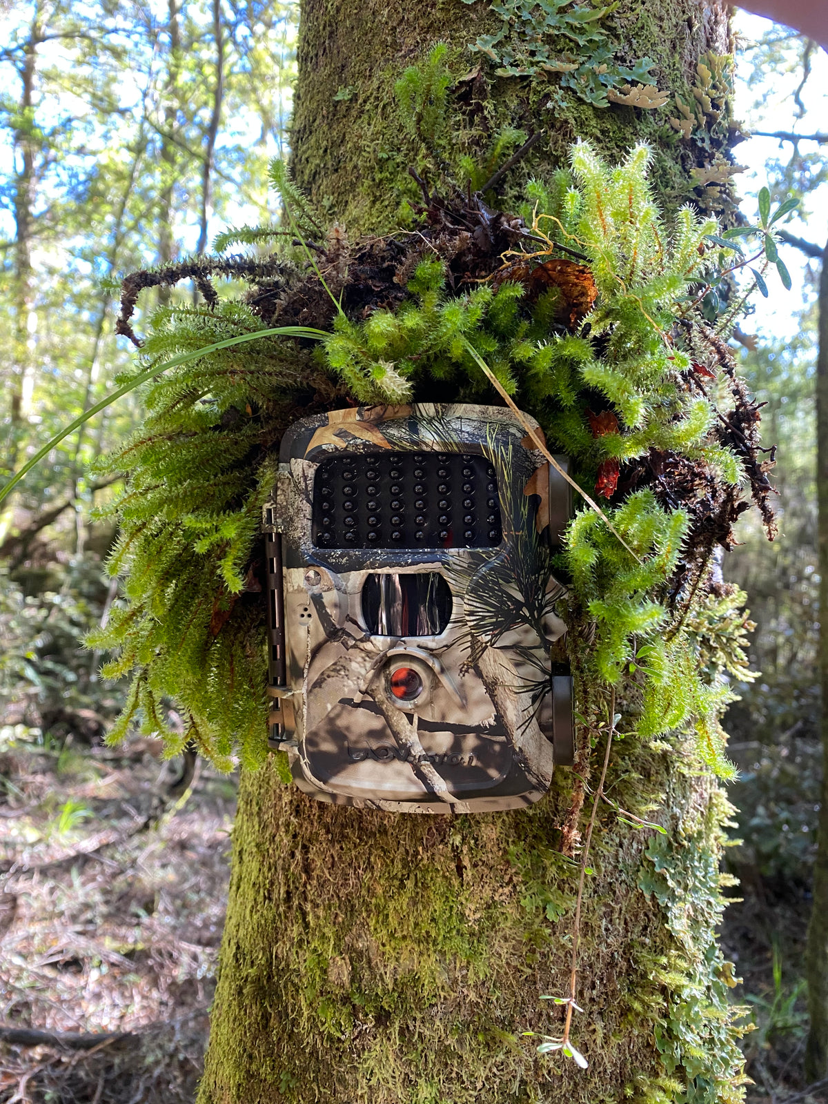 Trail Cameras NZ | Deer Monitoring & Pest Control Trail Cameras ...