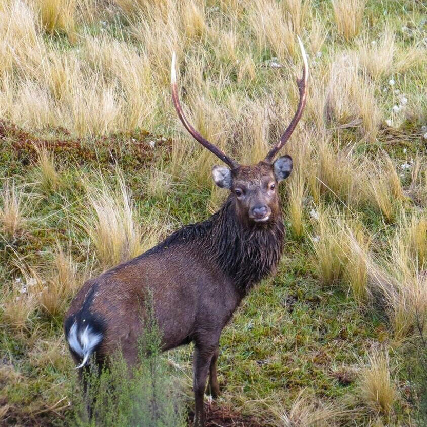 Sika Hunting in New Zealand | Sika Hunters NZ