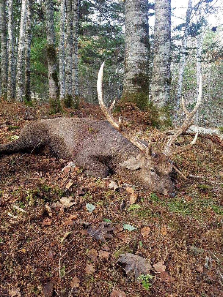 Photos of Sika Hunting in Japan – Hunters New Zealand