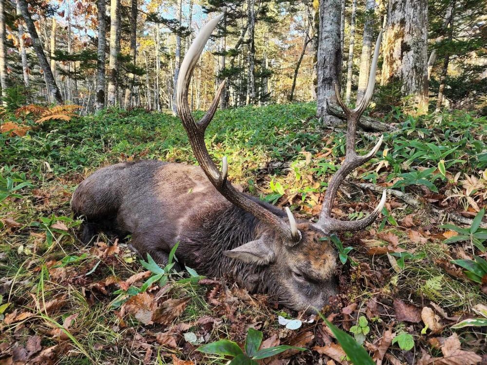 Photos of Sika Hunting in Japan – Hunters New Zealand