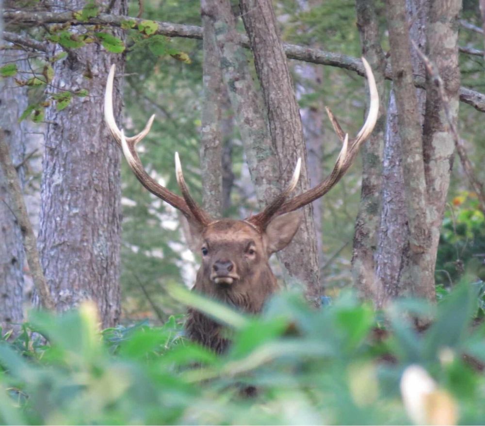 Photos of Sika Hunting in Japan – Hunters New Zealand