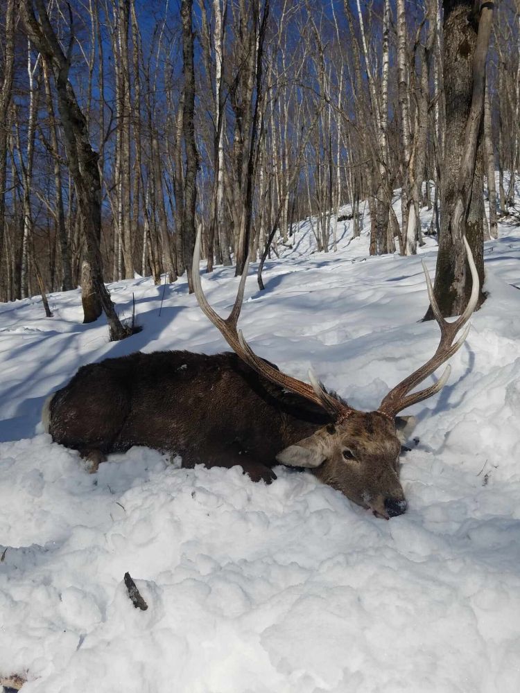 Photos of Sika Hunting in Japan – Hunters New Zealand